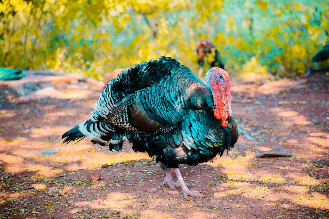 Raising Turkeys: Everything You Need To Know